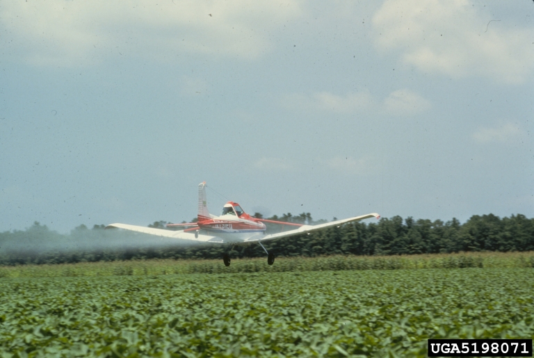 boll weevil (Anthonomus grandis)
