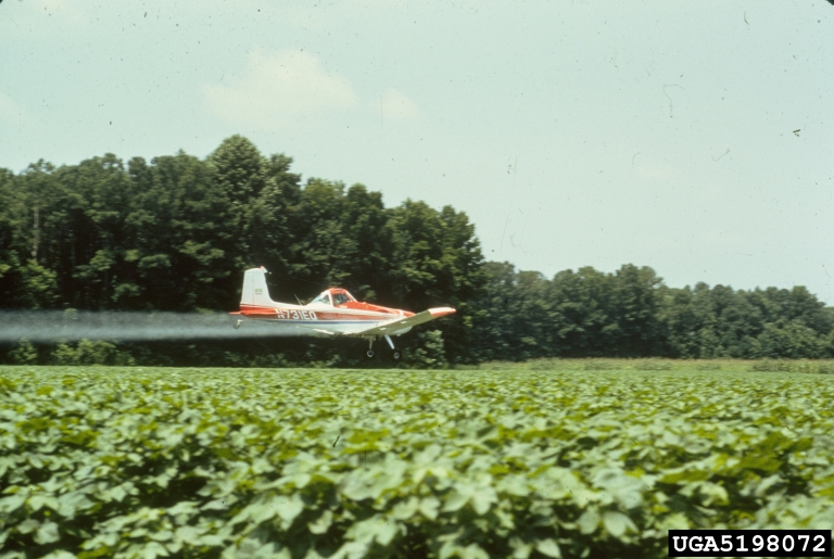 boll weevil (Anthonomus grandis) (Anthonomus grandis ) on cotton ...