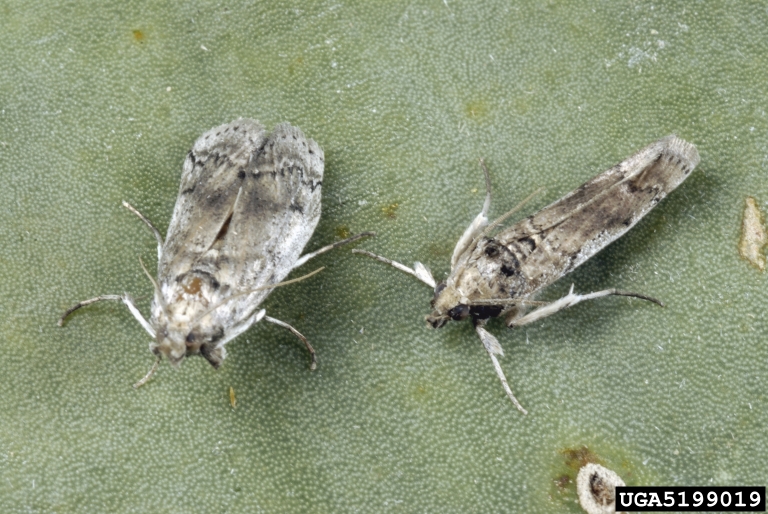 cactus moth, Cactoblastis cactorum (Lepidoptera: Pyralidae) - 5199019