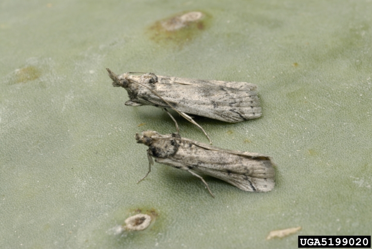 cactus moth (Cactoblastis cactorum (Berg, 1885))