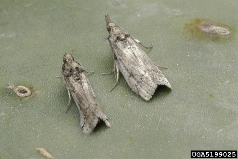 cactus moth (Cactoblastis cactorum (Berg))