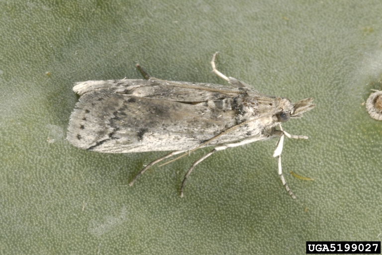 cactus moth, Cactoblastis cactorum (Lepidoptera: Pyralidae) - 5199027