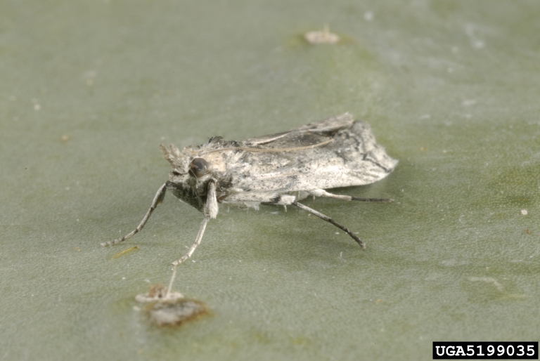 cactus moth (Cactoblastis cactorum (Berg, 1885))