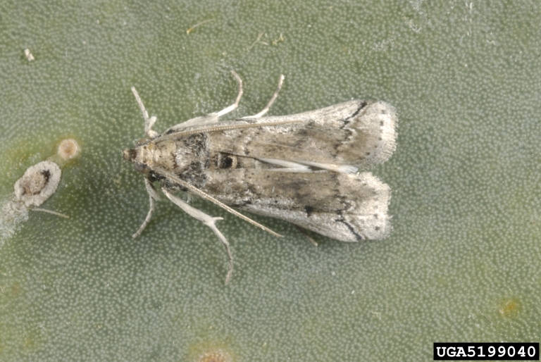 cactus moth (Cactoblastis cactorum (Berg))