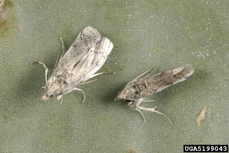 cactus moth (Cactoblastis cactorum (Berg, 1885))