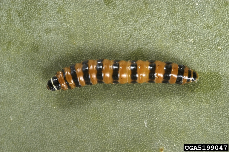cactus moth (Cactoblastis cactorum (Berg, 1885))
