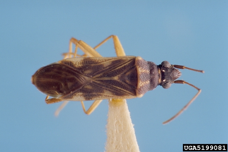seed bug (Ozophora levis Slater & Baranowski, 1983)