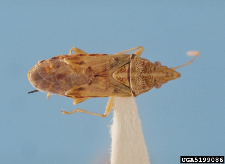 seed bug, Belonochilus numenius (Hemiptera: Lygaeidae) - 5199086