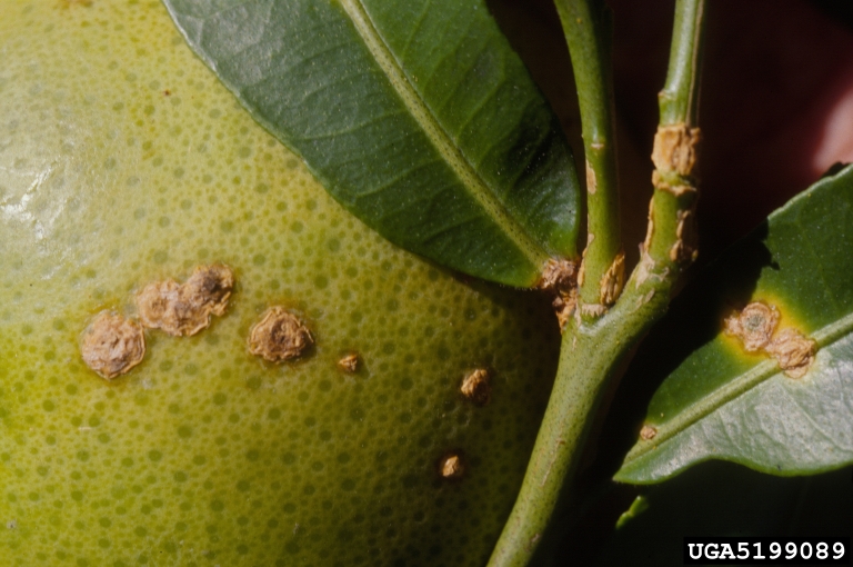 citrus canker (Xanthomonas citri (ex Hasse 1915) Gabriel et al. 1989)