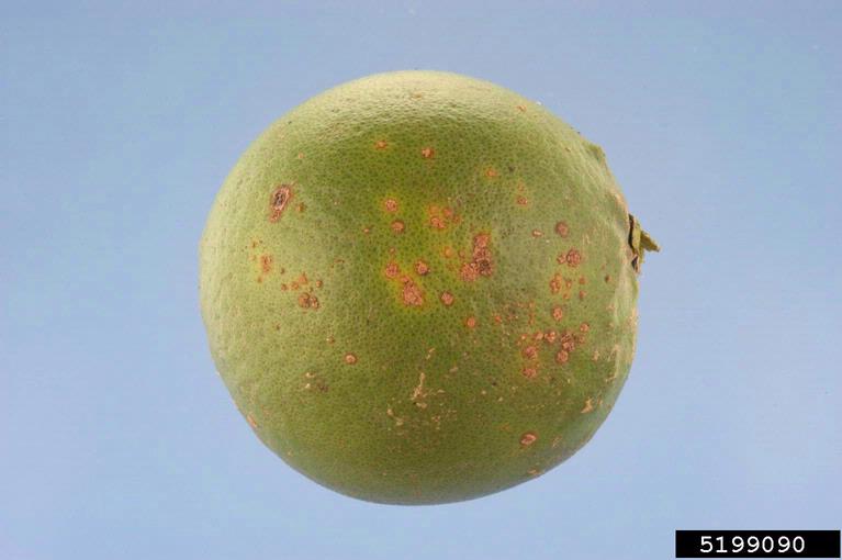 citrus canker (Xanthomonas citri (ex Hasse 1915) Gabriel et al. 1989)