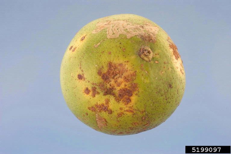 citrus canker (Xanthomonas citri)