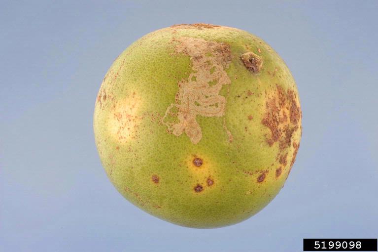 Xanthomonas Citri Citrus Canker (Xanthomonas Citri (ex Hasse 1915)
