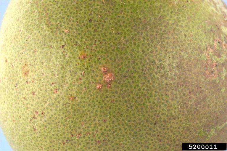 citrus canker (Xanthomonas citri)