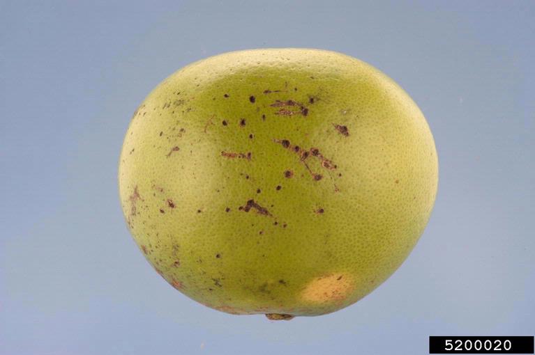 citrus canker (Xanthomonas citri ) on citrus (Citrus spp. ) - 5200020