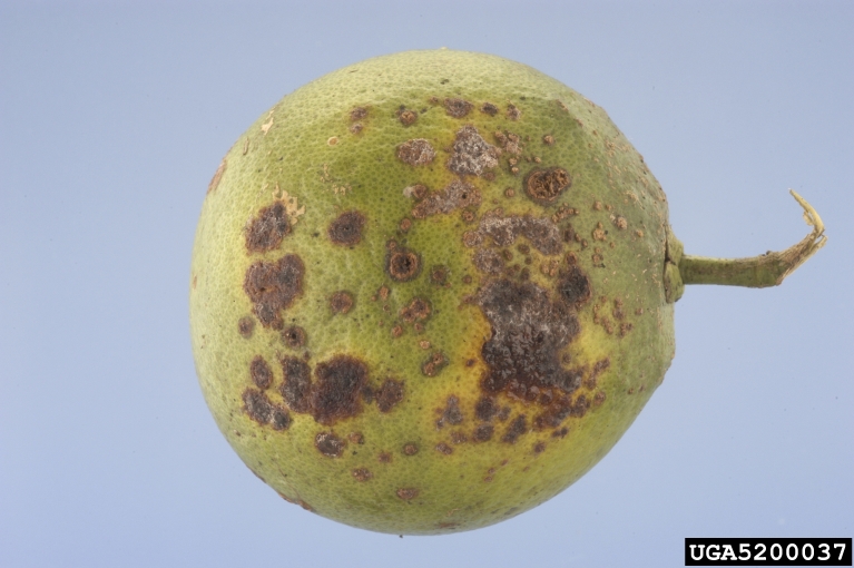 citrus canker (Xanthomonas citri)