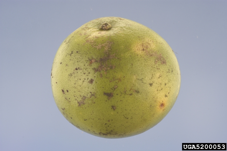 citrus canker (Xanthomonas citri)