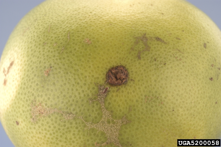 citrus canker (Xanthomonas citri)