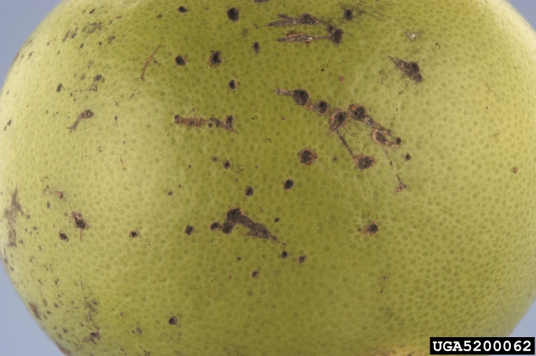 citrus canker (Xanthomonas citri)