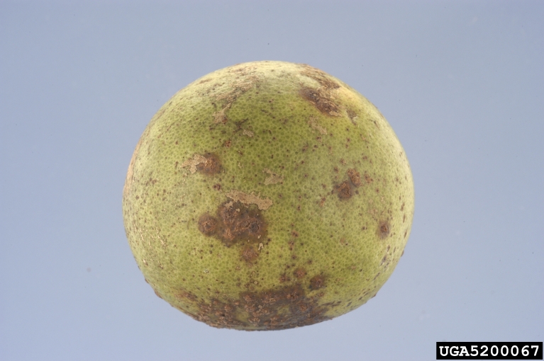 citrus canker (Xanthomonas citri)