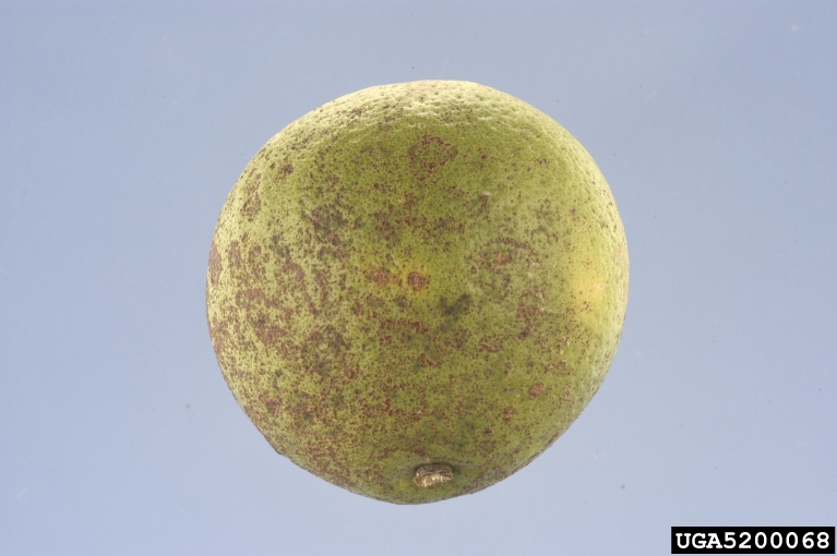 citrus canker (Xanthomonas citri)