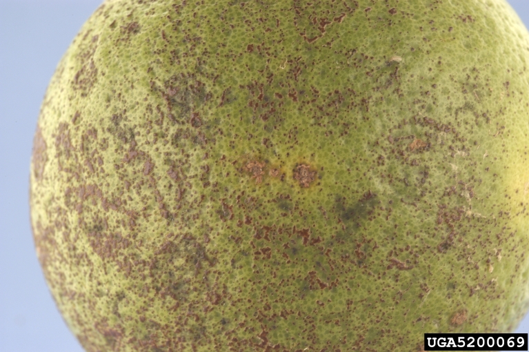 citrus canker (Xanthomonas citri)