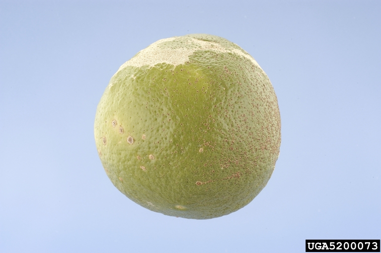 citrus canker (Xanthomonas citri)