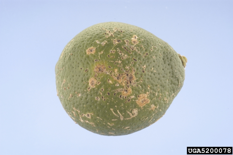 citrus canker (Xanthomonas citri)