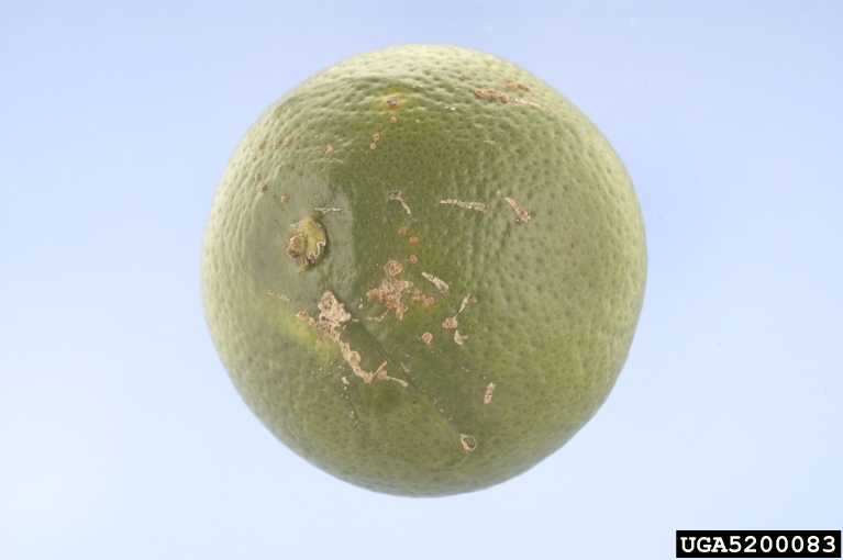 citrus canker (Xanthomonas citri)