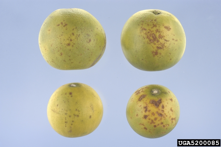 citrus canker (Xanthomonas citri)