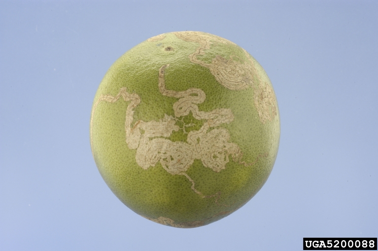 citrus canker (Xanthomonas citri ) on citrus (Citrus spp. ) - 5200088