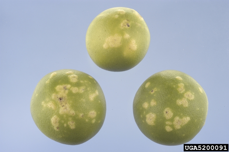 citrus canker (Xanthomonas citri)