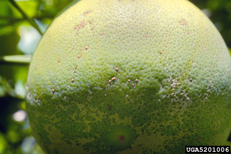 citrus canker (Xanthomonas citri)