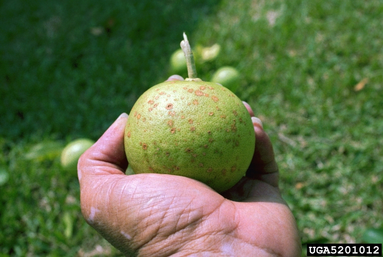citrus canker (Xanthomonas citri)