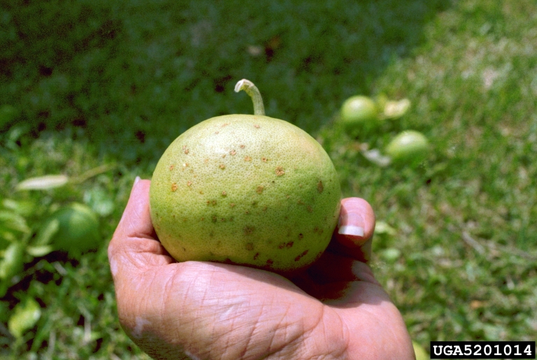 citrus canker (Xanthomonas citri)