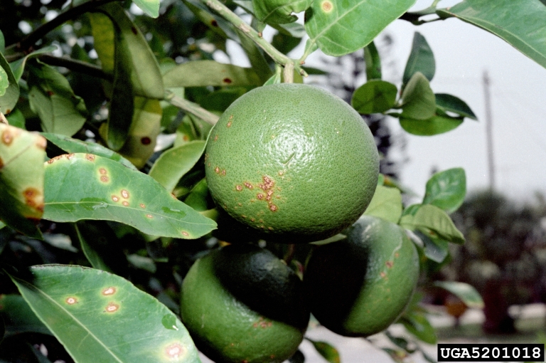 citrus canker (Xanthomonas citri ) on citrus (Citrus spp. ) - 5201018