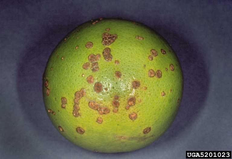 Xanthomonas Citri Citrus Canker (Xanthomonas Citri (ex Hasse 1915)