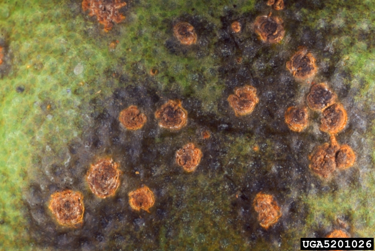citrus canker (Xanthomonas citri)