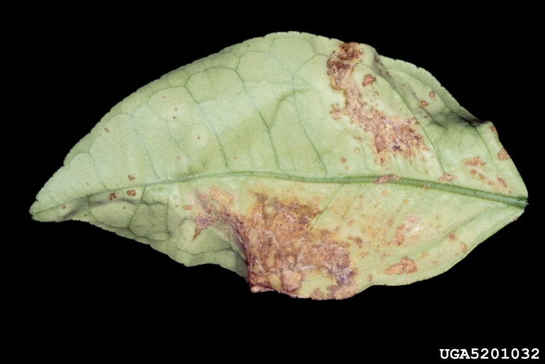 Xanthomonas Citri Citrus Canker (Xanthomonas Citri (ex Hasse 1915)