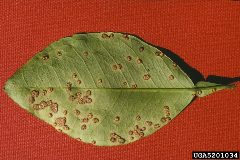 Xanthomonas Citri Citrus Canker (Xanthomonas Citri (ex Hasse 1915)