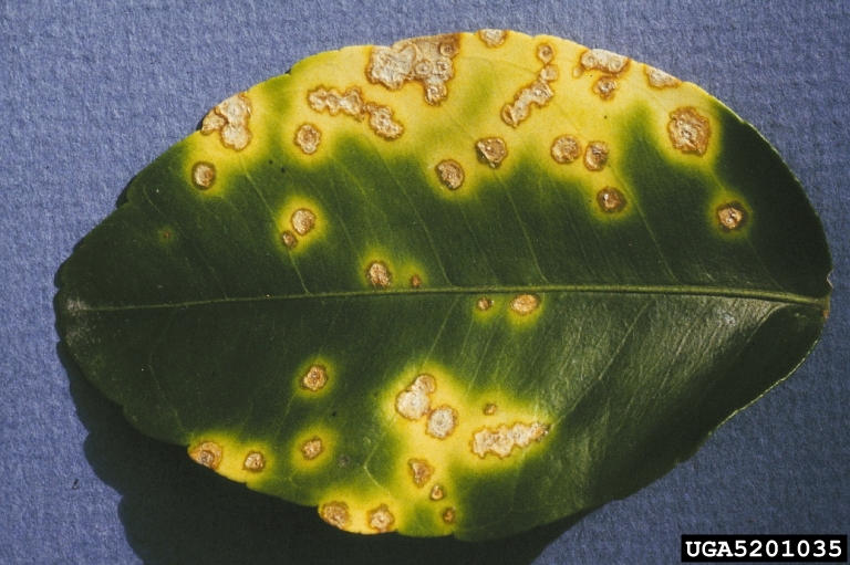 citrus canker (Xanthomonas citri ) on citrus (Citrus spp. ) - 5201035