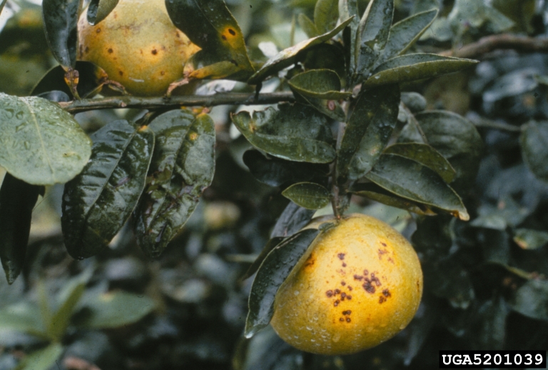 Xanthomonas Citri Citrus Canker (Xanthomonas Citri (ex Hasse 1915)