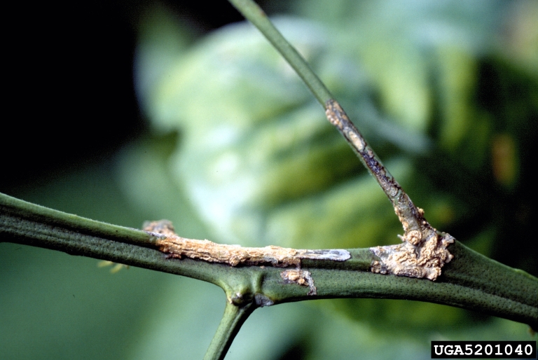 citrus canker (Xanthomonas citri)