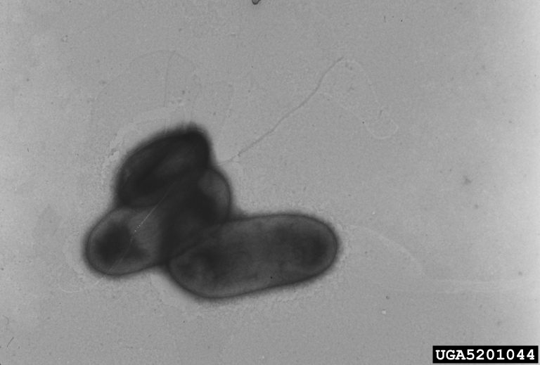 citrus canker (Xanthomonas citri (ex Hasse 1915) Gabriel et al. 1989)