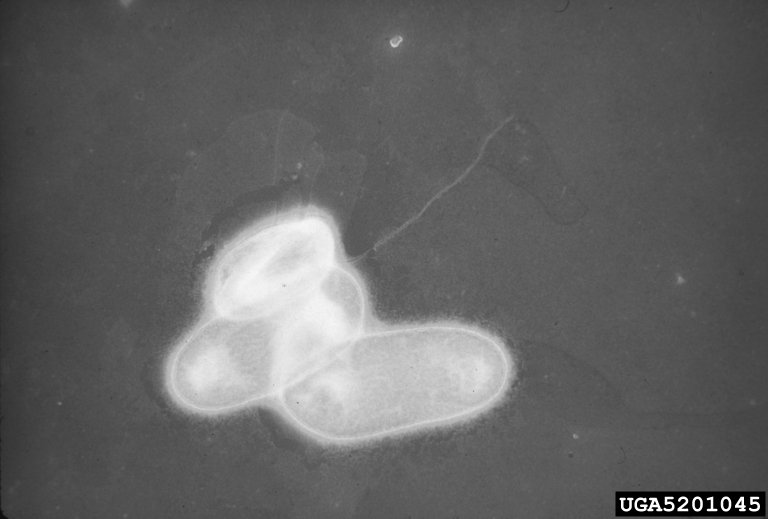 citrus canker (Xanthomonas citri (ex Hasse 1915) Gabriel et al. 1989)