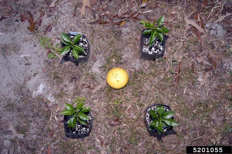 citrus canker (Xanthomonas citri)