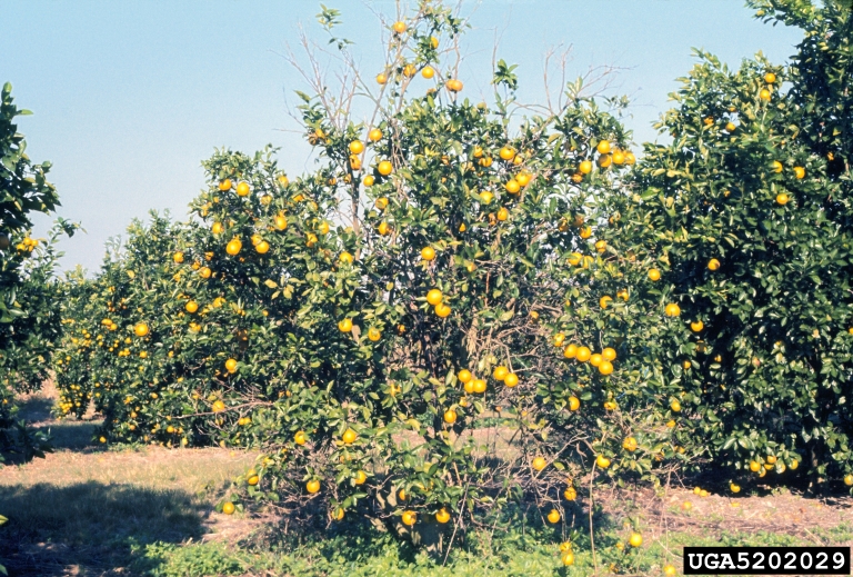 citrus tristeza virus (CTV) (Closterovirus CTV ) on citrus (Citrus spp ...