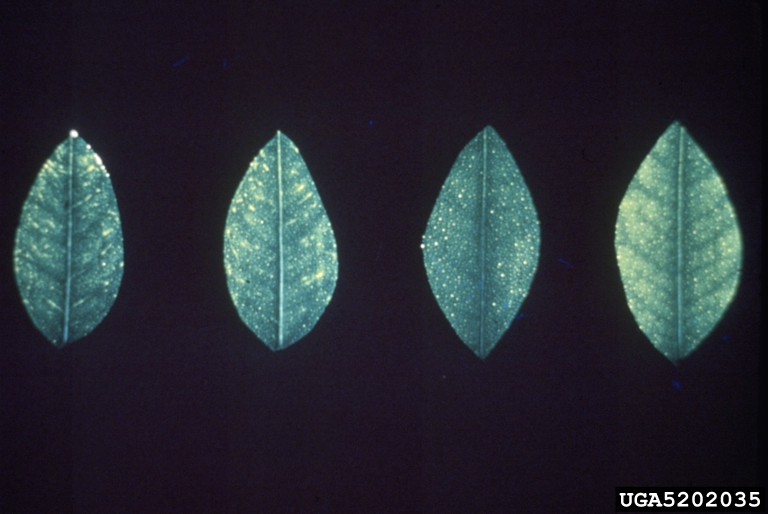 citrus tristeza virus (CTV) (Closterovirus Citrus tristeza virus)