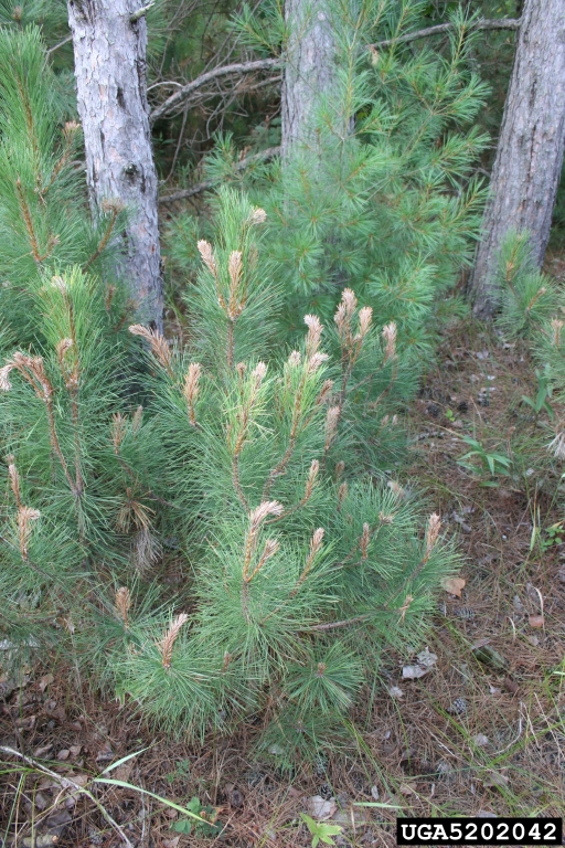 Diplodia tip blights (Genus Diplodia)