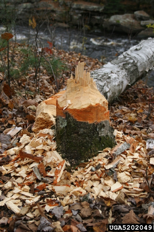 American beaver (Castor canadensis Frazier)