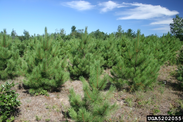 red pine (Pinus resinosa)